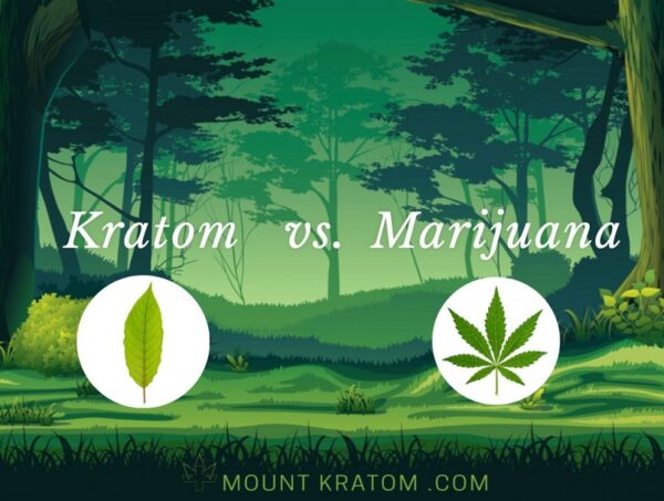A Tale Of Two Herbs: Kratom Vs Marijuana - Mount Kratom