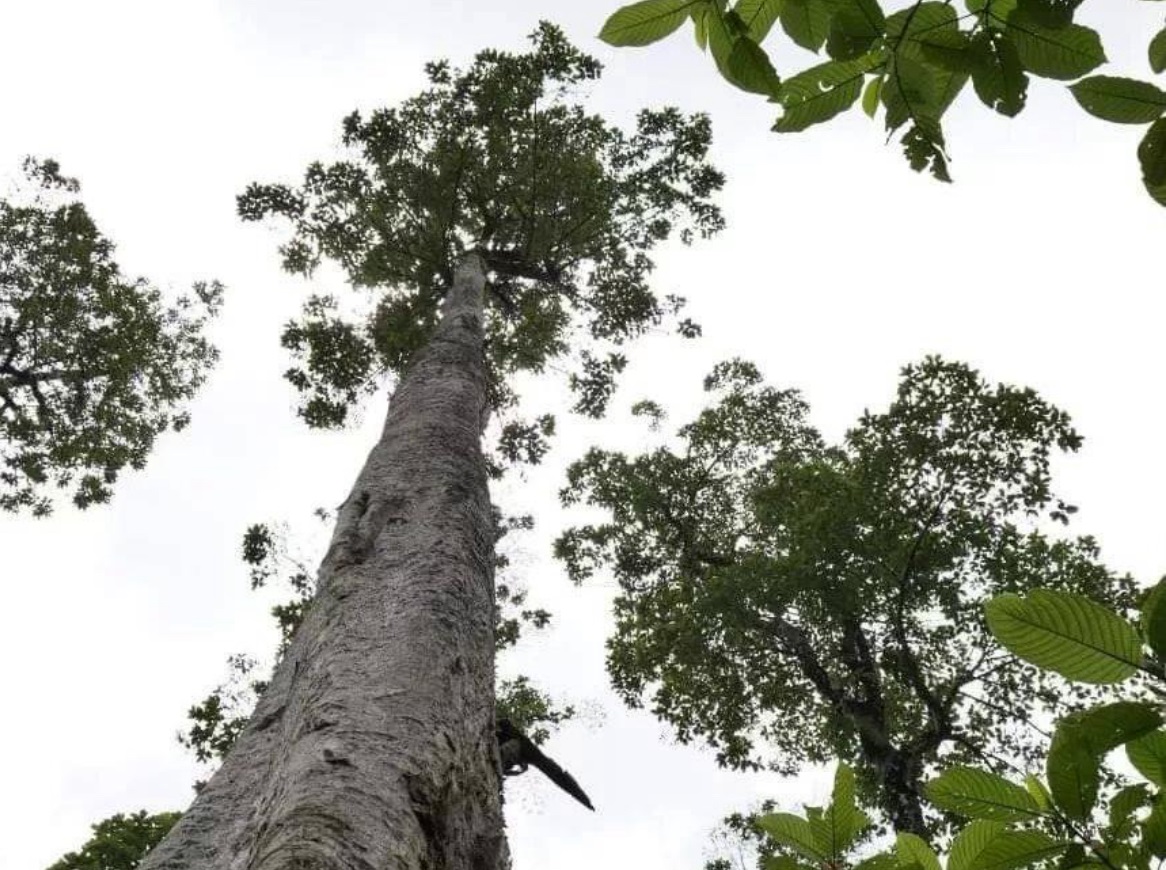 The Complete Process Of Kratom Production | From Tree To Tea